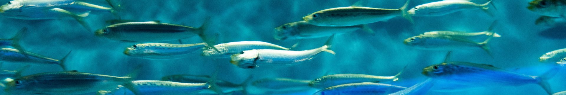 Marine Life Data | Northeast Ocean Planning