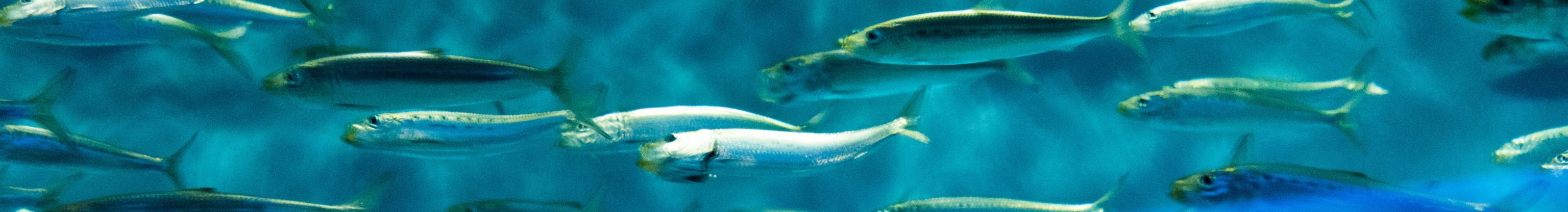 Marine Life Data | Northeast Ocean Planning